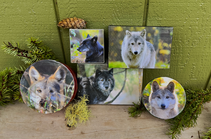 Wolf Photo Trinket Box – Wolf Haven International